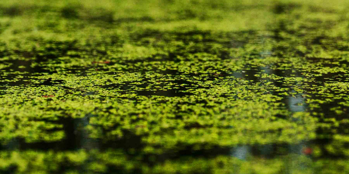 What Is Pond Scum and How Do I Get Rid of It? — Paragon Ponds