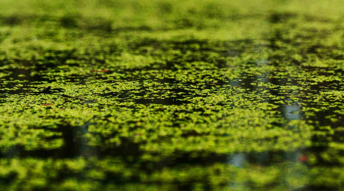 What Is Pond Scum and How Do I Get Rid of It? — Paragon Ponds